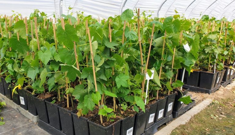 Sadnja vinove loze - izbor sadnog materijala - Brotnjo.info | Čitluk ...