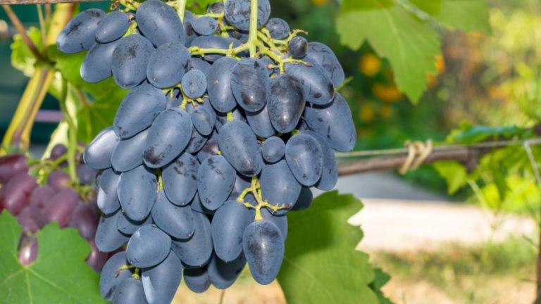 U trendu su sorte grožđa bez sjemenki - Brotnjo.info | Čitluk ...
